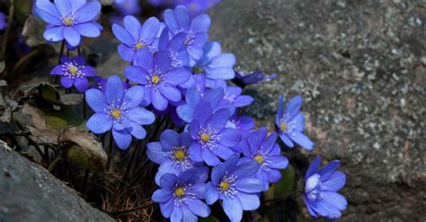 Näitus „ajatatud Sinililled Tartu Ülikool