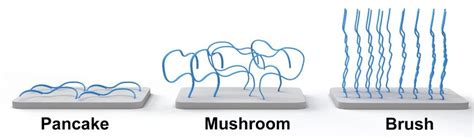 Schematic Representation Of Different Regimes Of Polymer On A Surface Download Scientific Diagram