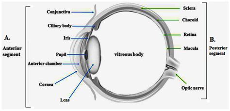 Posterior Chamber Eye Ocular Ultrasound Emergency Medicine Clinics