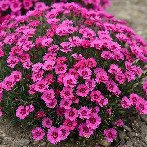 Dianthus Perennials Care