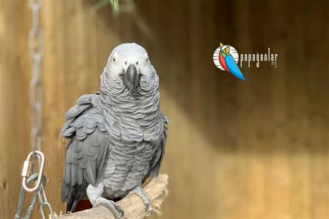 Free Gray Parrot Givers Adopt A Gray Parrot