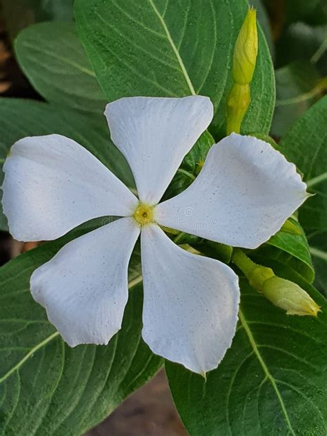 A White Virgin Flower in the Green Garden Stock Photo - Image of flower ...