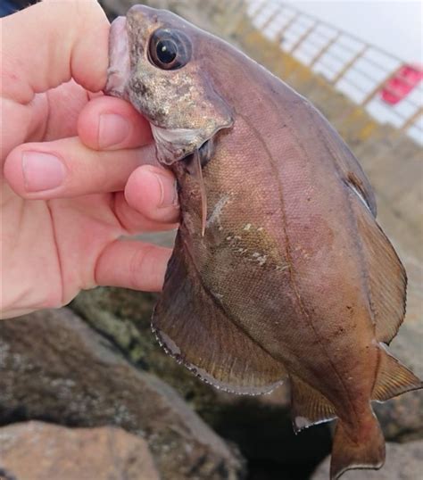 Pout Vs Poor Cod Spot The Difference Ben Bassett Lrf Blog