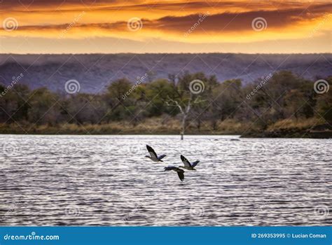 Migration Of Flock Of Cranes In The Sky Stock Image