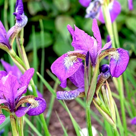 Iris Sibirica Sparkling Rose Baardloze Iris Wortelgoed 5 Stuks Kopen Planten Eenvoudig