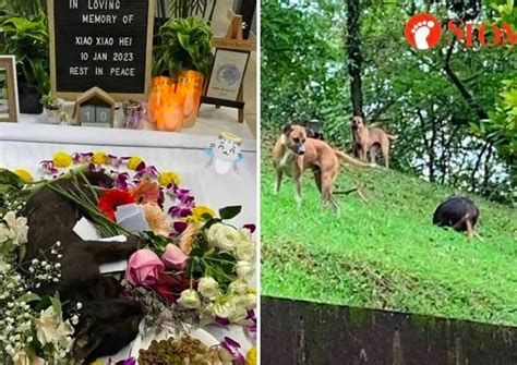 What Dog Breeds Kill Cats