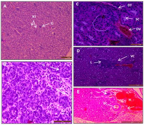 Surfaces Special Issue Surface Modification Of Nanoparticles For Biomedical Applications