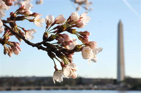 Dc Cherry Blossoms Are Peaking Earlier Map Shows Best Places To View