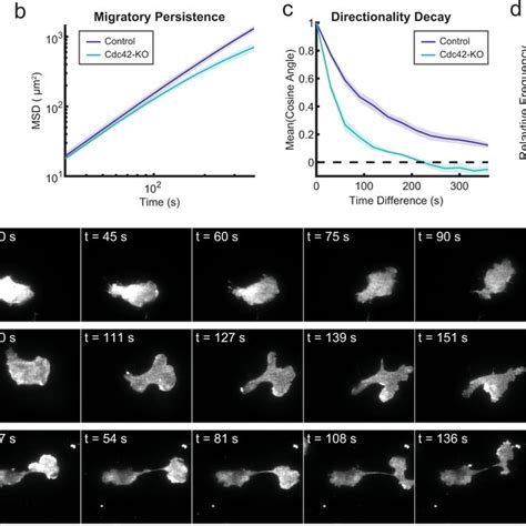 Genetic Knockout Of Cdc42 Reveals A Central Role In Organizing And