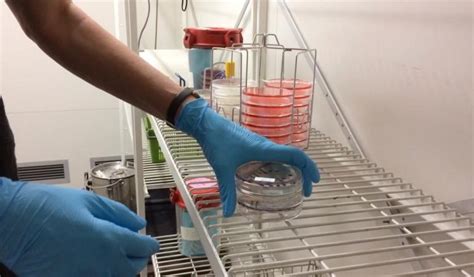 Geven Gezonde Darmbacteriën Bescherming Tegen Antibioticaresistente