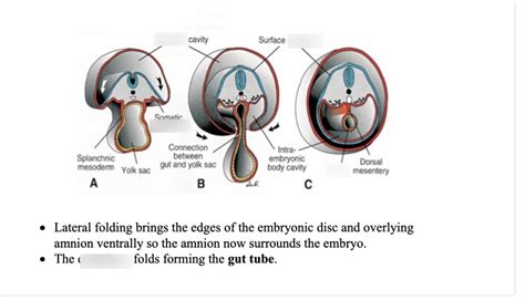 Intro To Embryology Diagram Quizlet