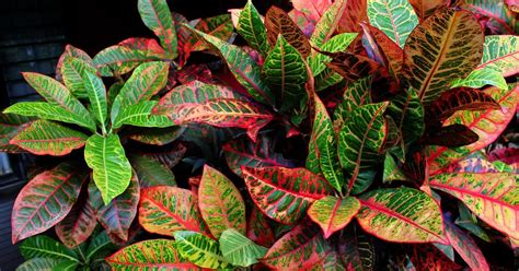Croton Plant Codiaeum Variegatum Care And Culture Travaldos Blog