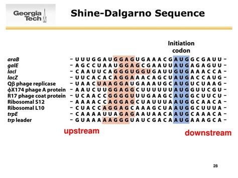 Ppt Survey Of Biochemistry Transcription And Translation Powerpoint