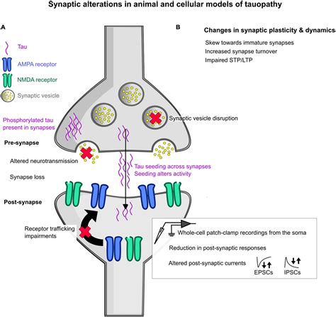 Frontiers Alzheimers Disease As A Synaptopathy Evidence For Dysfunction Of Synapses During