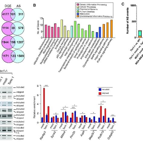 The Mtor Activated Transcriptome Features Widespread Exon Skipping Download Scientific Diagram