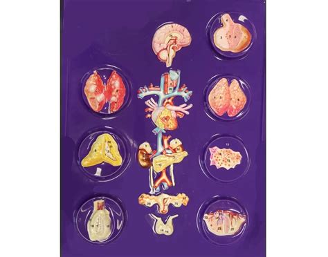 Endocrine Model Labeling Quiz