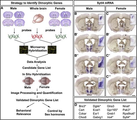 Modular Genetic Control Of Sexually Dimorphic Behaviors Cell