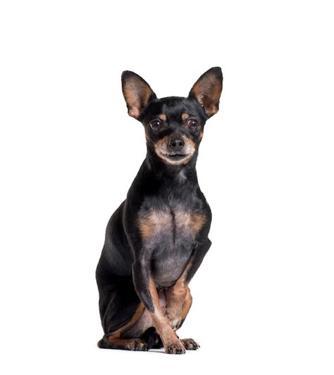 Premium Photo Miniature Pinscher Sitting