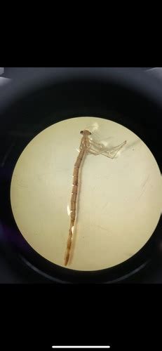 Aquatic Insect Quiz 4 Flashcards Quizlet