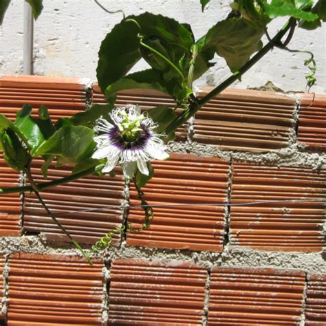 Passion Fruit Passiflora Edulis Plant Care And How To Grow Water