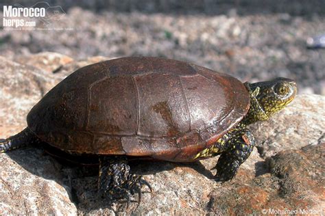 Galería Multimedia De Emys Orbicularis 20