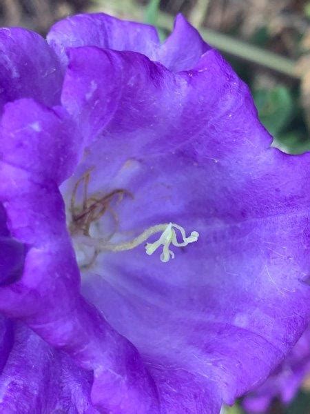 How To Grow Canterbury Bells From Seed The Essential Cottage Garden