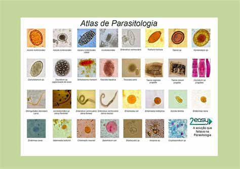 Atlas Parasito Parasitologia