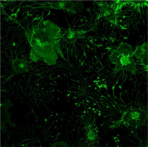 北京迈格松生物科技有限公司 迁移体药物研发与服务