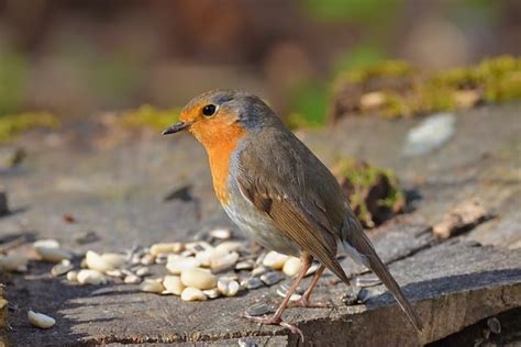 Robin Bird Animal Free Photo On Pixabay