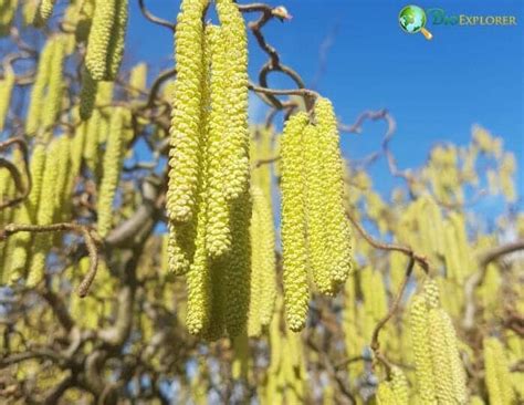 Hazelnut Tree Flowers