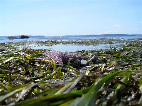 Eelgrass Declines Pose A Mystery Encyclopedia Of Puget Sound