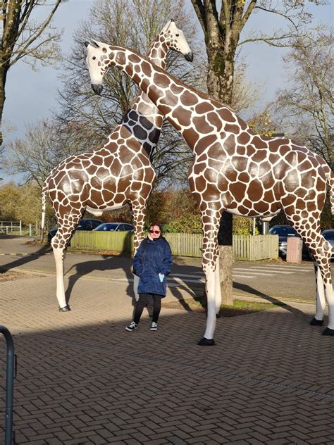Fota Wildlife Park Carrigtwohill Information Tickets And Reviews