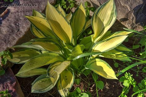 Сад Петрова. Хоста