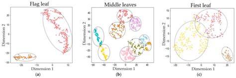Leaf Clustering Results Based On Five Morphological Leaf Parameters Download Scientific
