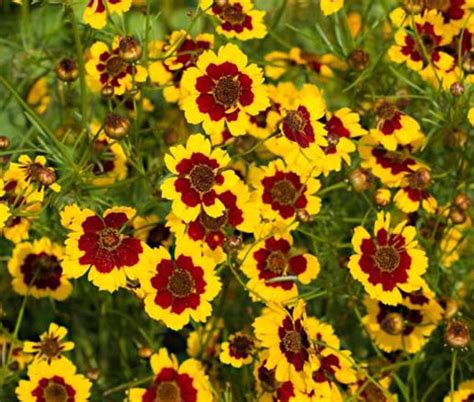 Coreopsis Tinctoria Seeds