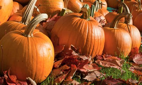 More Than Just A Basic Fall Flavor 10 Benefits Of Pumpkins Train For Her