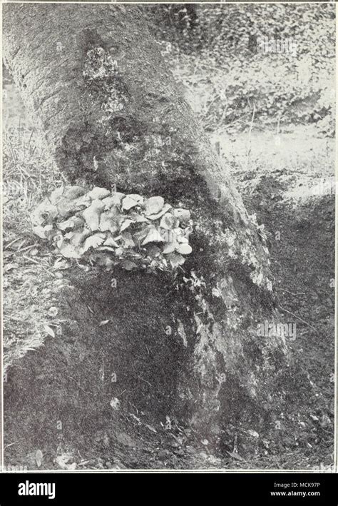 Oak Tree Fungus Disease High Resolution Stock Photography And Images Alamy