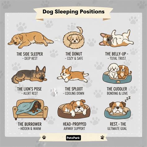 Dog Sleeping Positions What Your Pups Style Says Of Health Petz Park