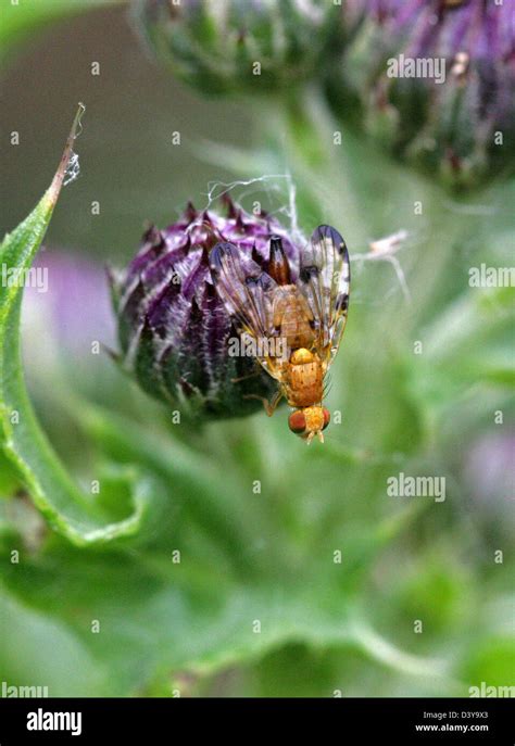 Picture Wing Fruit Fly Xyphosia Miliaria Tephritidae Diptera On