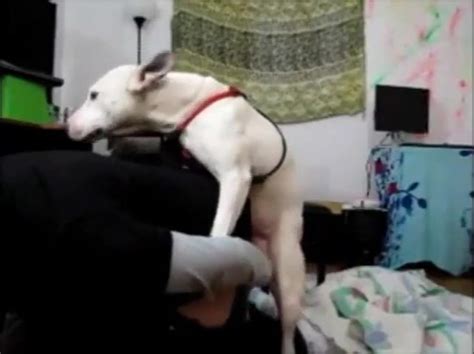 Most Recent Tweek Hump With Cum Drip