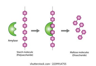 Amylase Enzyme Amylase Definition Function And Facts Britannica