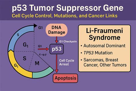 🧠 P53 Explained For Usmle Step 1 Tumor Suppression Cell Cycle Arrest