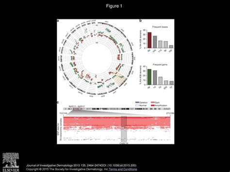 the casc15 long intergenic noncoding rna locus is involved in melanoma