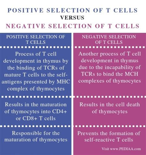 What Is The Difference Between Positive And Negative Selection Of T