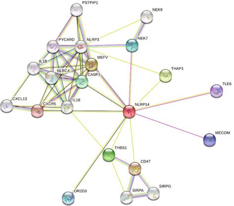 Predicted Domains Repeats Motifs Features And Interaction Proteins