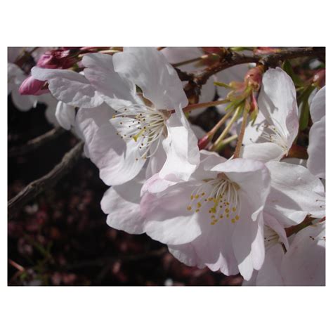 The Cherry Tree Small Things