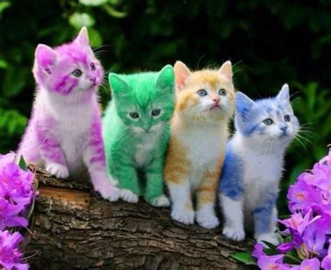 Cute Little Kittens And Names For Android Download