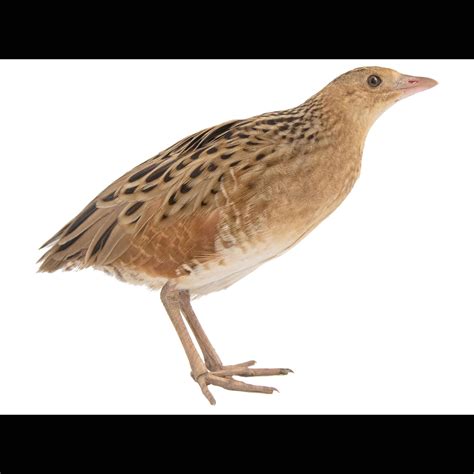 Corn Crake Crex Crex Identification Birda
