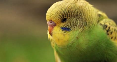 Images Gratuites Oiseau Aile Faune Vert Le Bec Jaune Plume Plumage Fermer Des Oiseaux
