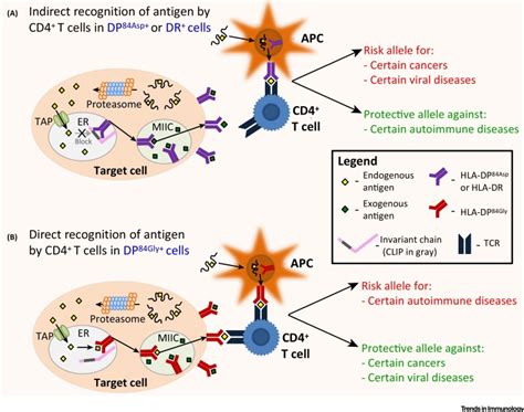 Hla Dp An Overview Sciencedirect Topics 42 Off